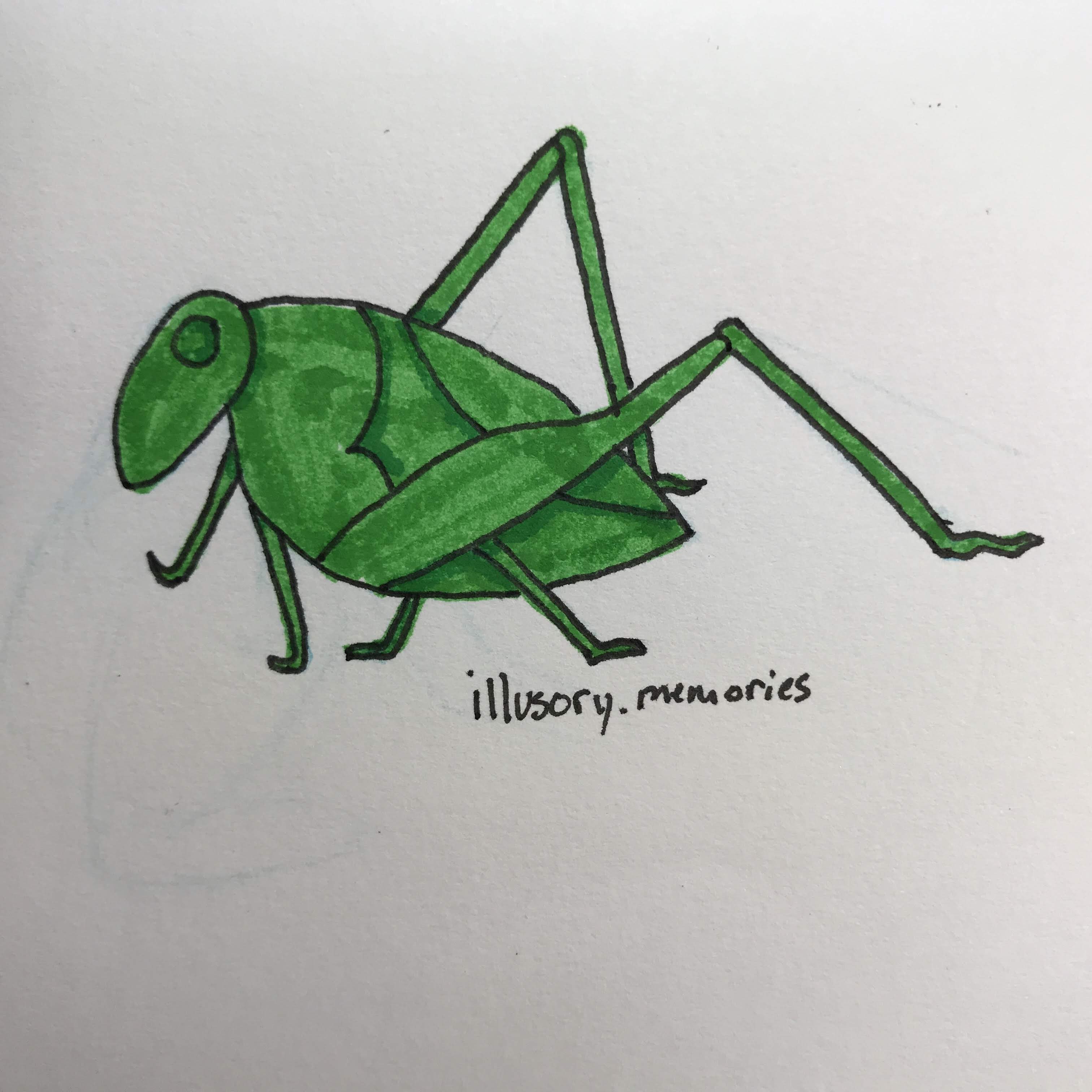Katydid Drawing