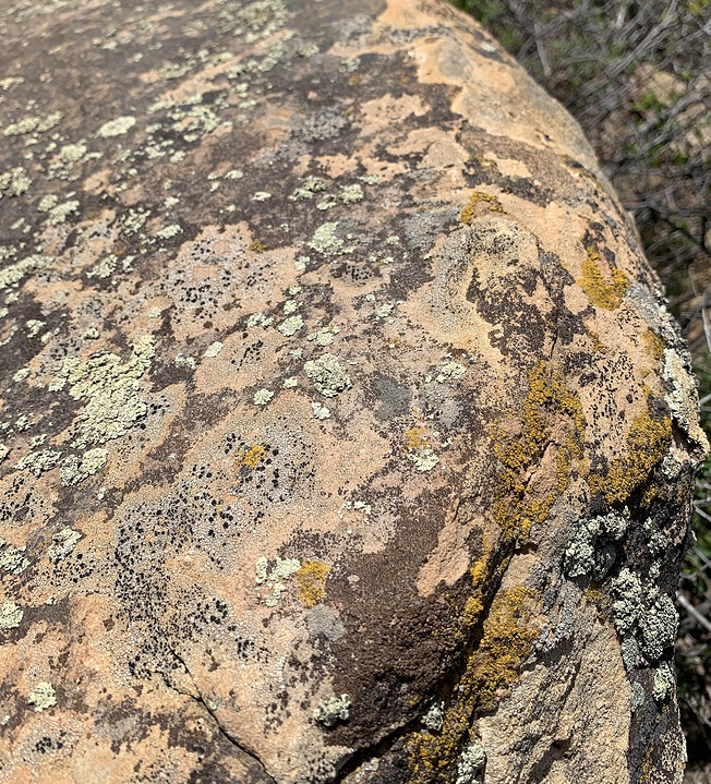 Biological Weathering Lichen