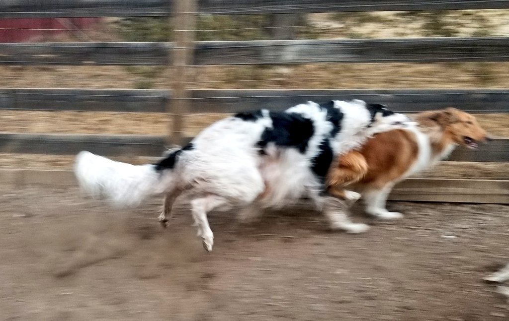 Is Moving Bad For Dogs